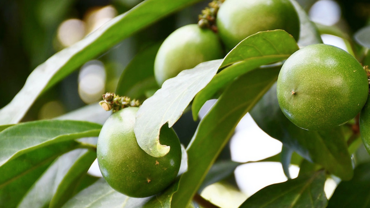 Cacay: insumo não madeireiro que faz bem para a floresta e para a pele ...
